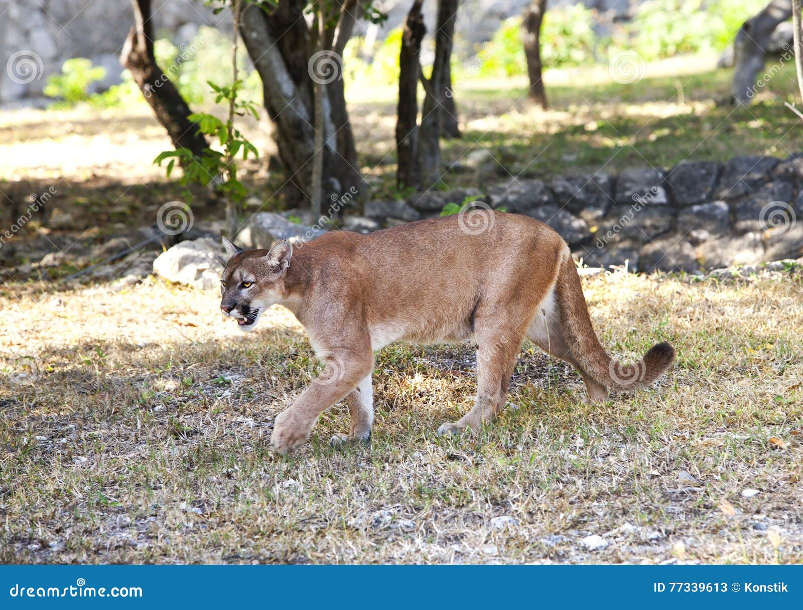 Puma on the forest road stock image. Image of lynx, wildlife - 77339613