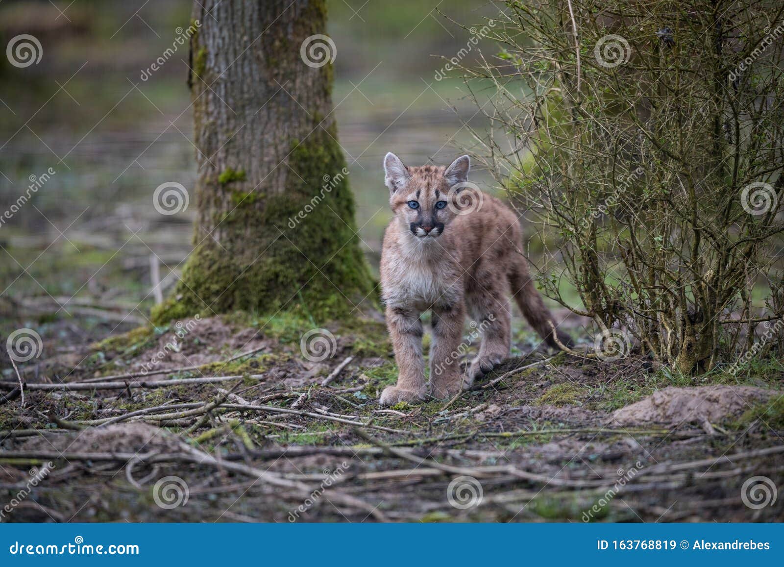 Puma in the forest stock image. Image of concolor, forest - 163768819