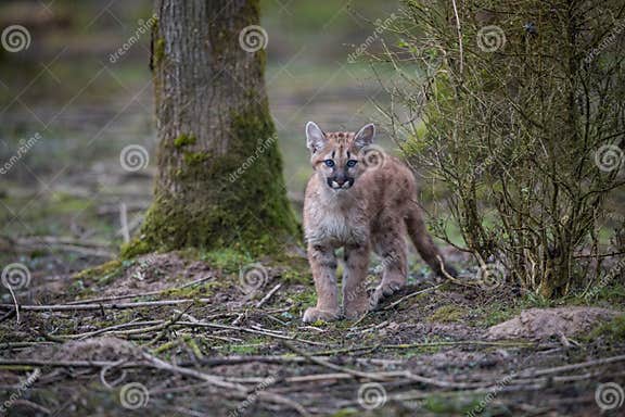 Puma in the forest stock image. Image of concolor, forest - 163768819