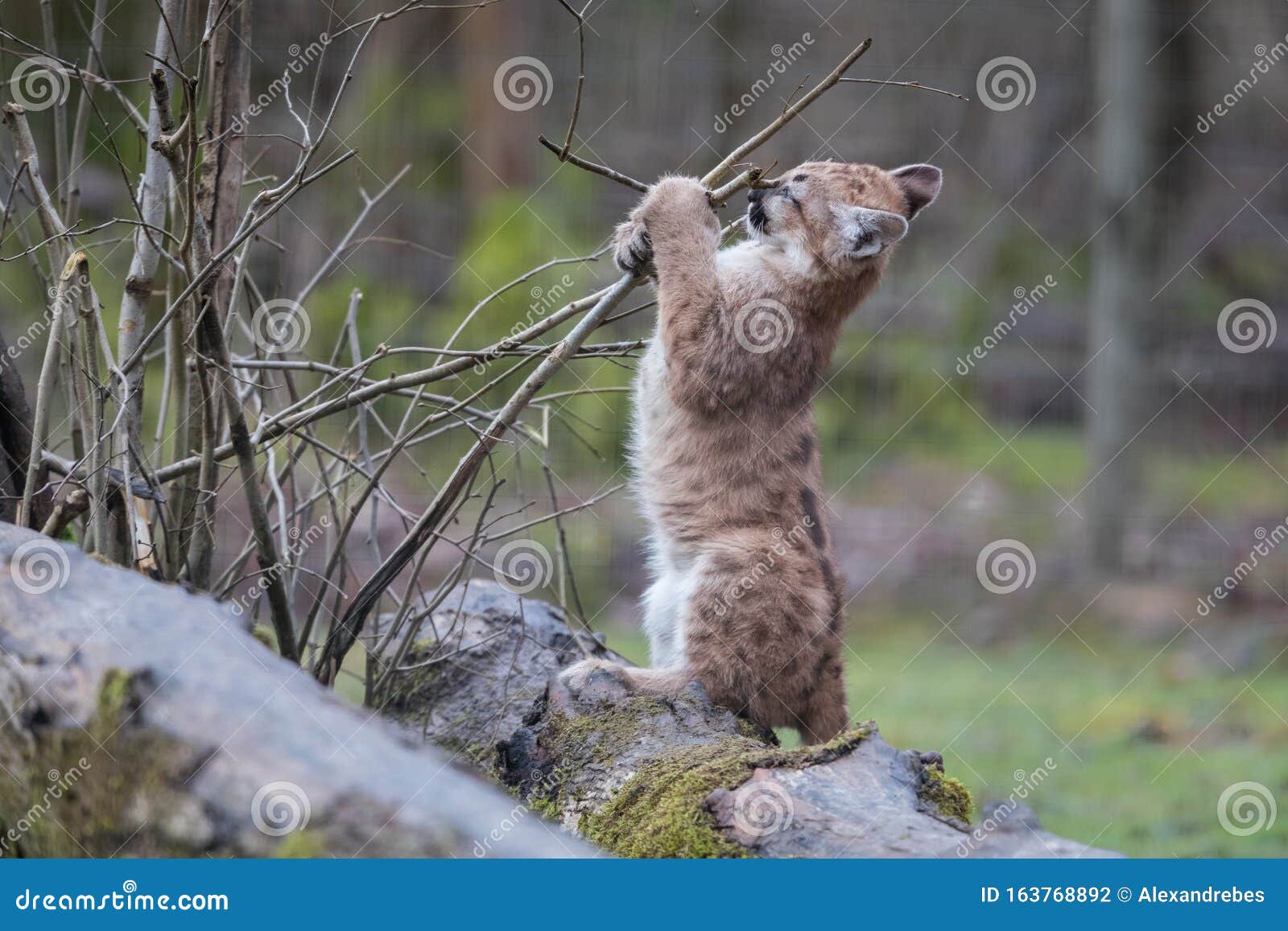 Puma in the forest stock photo. Image of closeup, isolated - 163768892