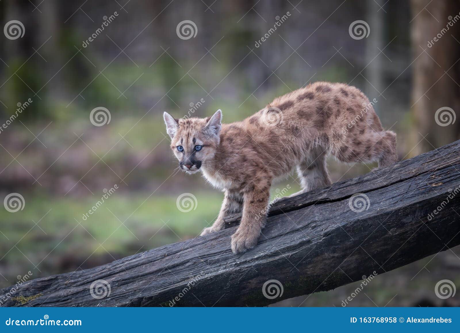 Puma in the forest stock photo. Image of carnivore, habitat - 163768958