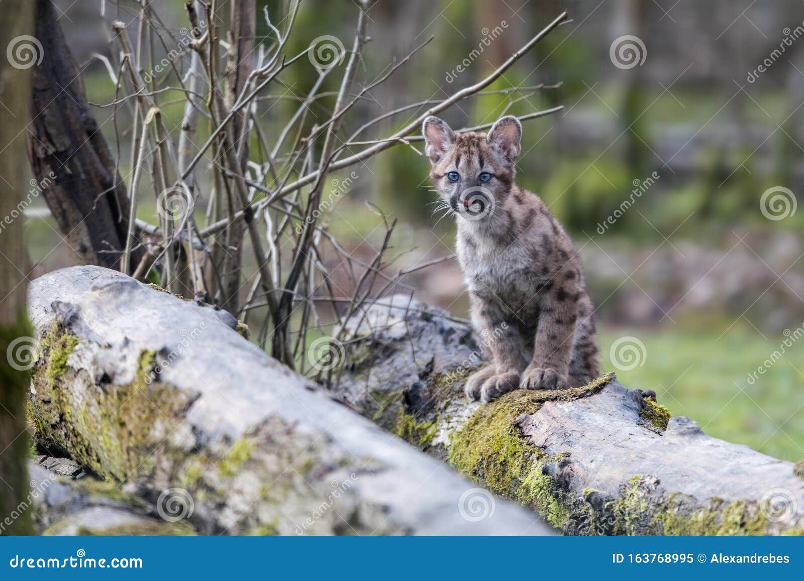 Puma in the forest stock image. Image of cute, america - 163768995