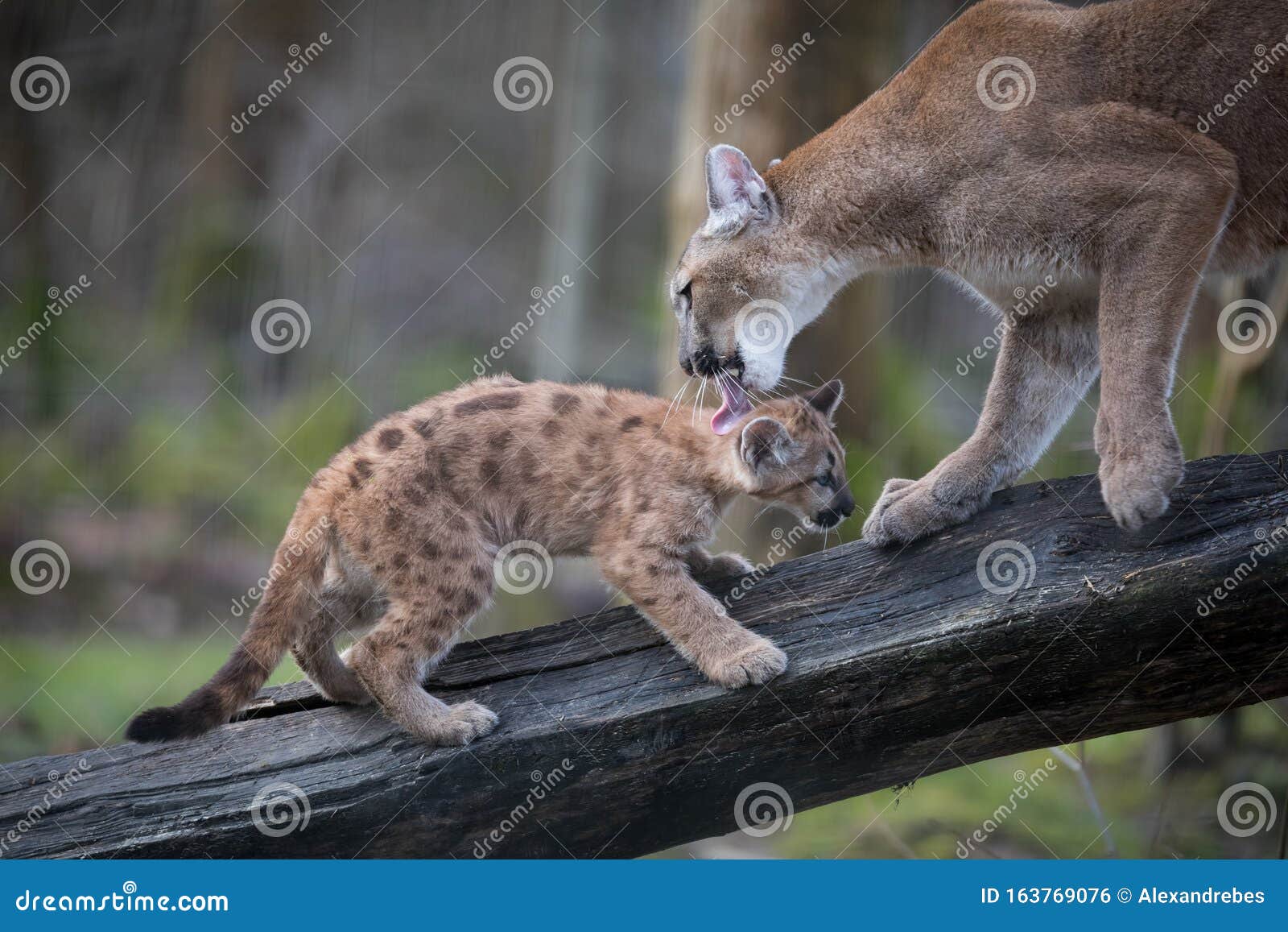 Puma in the forest stock photo. Image of face, america - 163769076