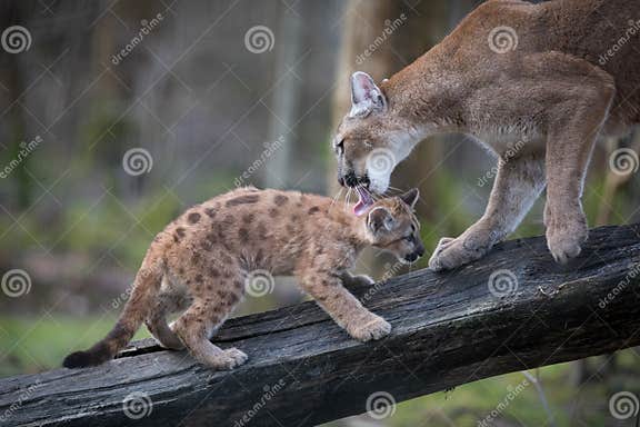 Puma in the forest stock photo. Image of face, america - 163769076