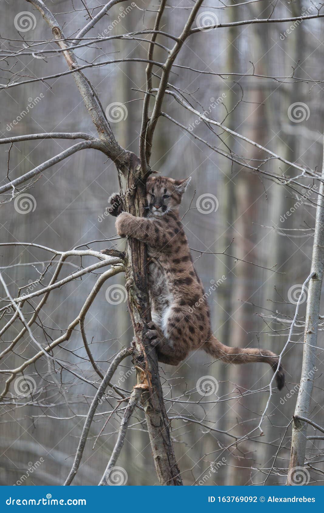 Puma in the forest stock photo. Image of habitat, forest - 163769092