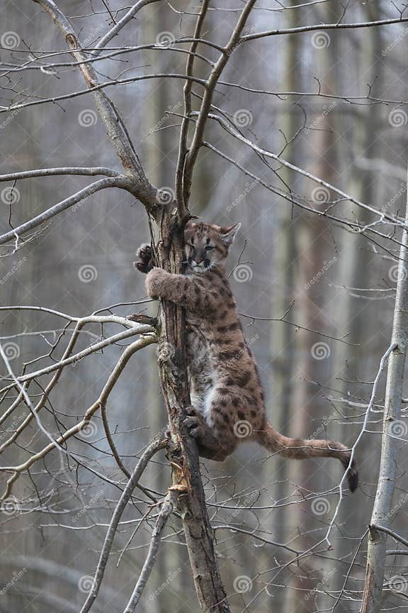 Puma in the forest stock photo. Image of habitat, forest - 163769092
