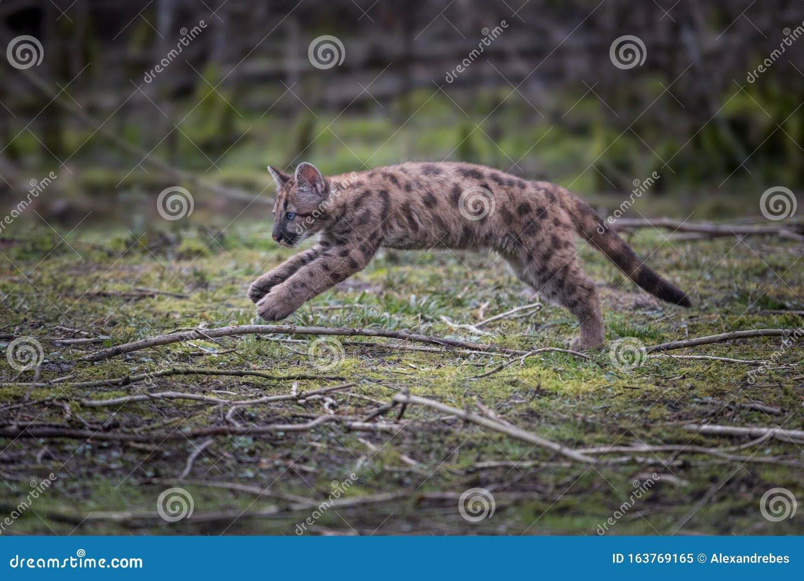 Puma in the forest stock image. Image of brown, america - 163769165