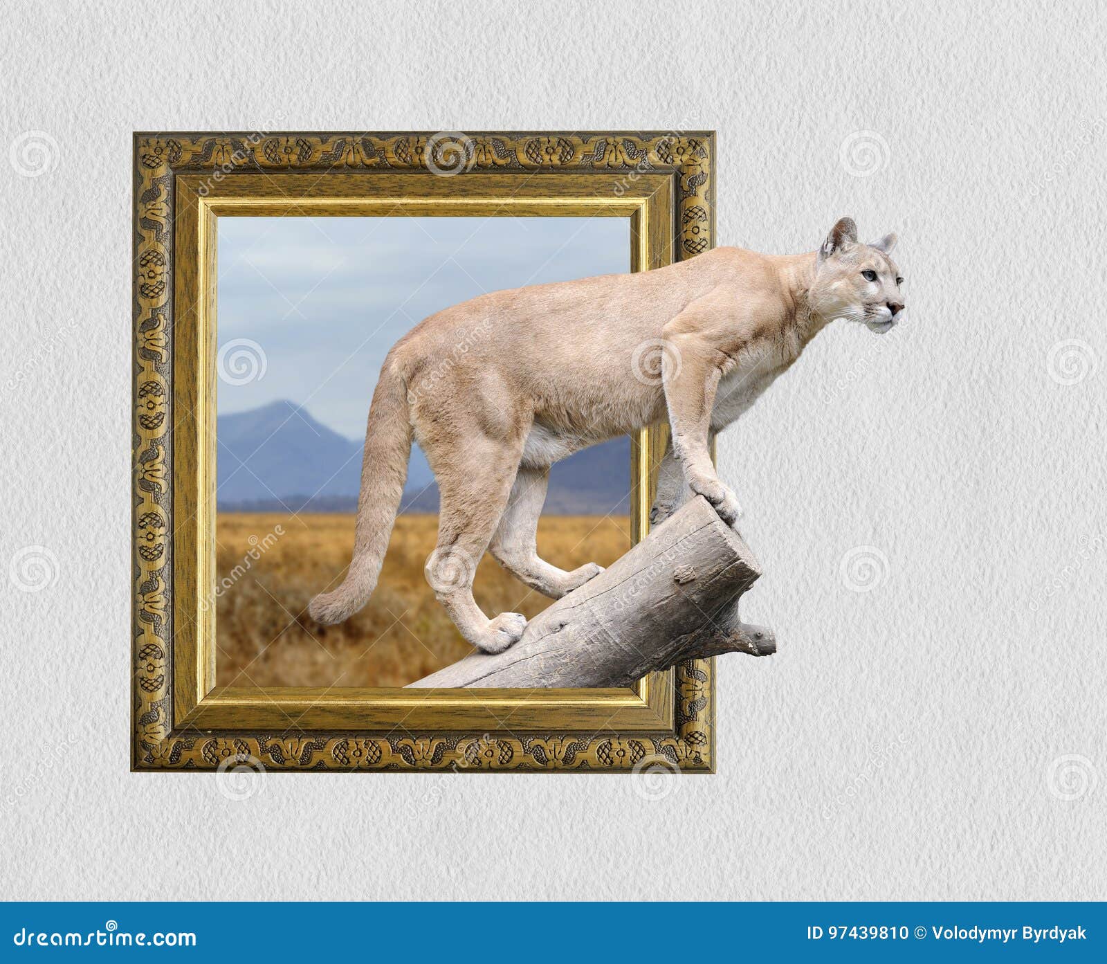 Puma In Frame With 3d Effect Stock Photo - Image of decorative, picture ...
