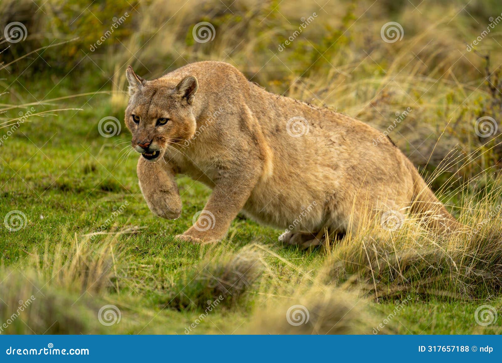 Puma Gets Up from Grass Lifting Paw Stock Photo - Image of animals ...