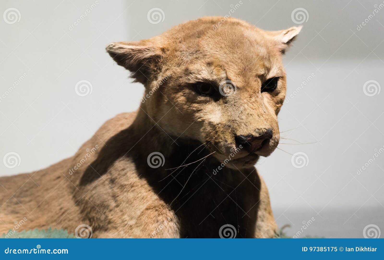 Puma stock image. Image of mountains, creatures, moving - 97385175