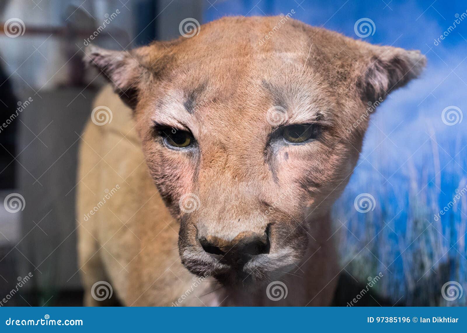 Puma stock photo. Image of carnivora, mammals, lions - 97385196
