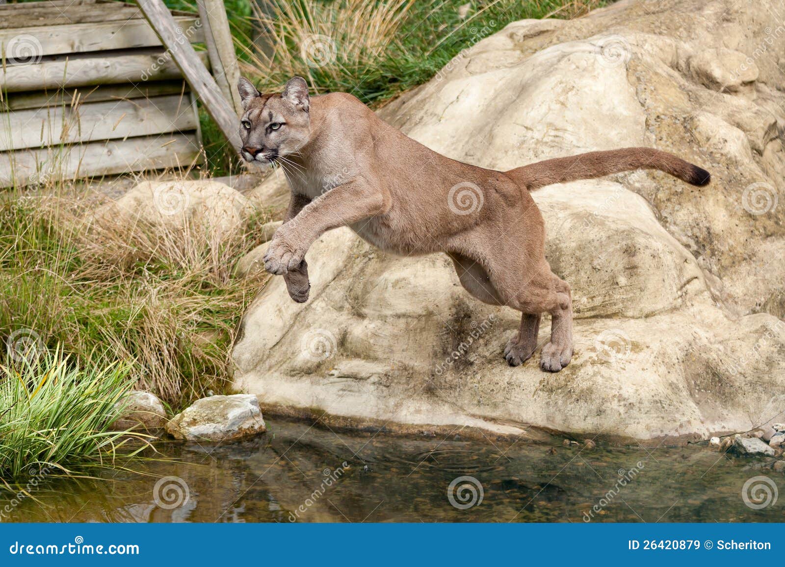 Puma Leaping Off a Rock Over Water Stock Image - Image of mammal ...