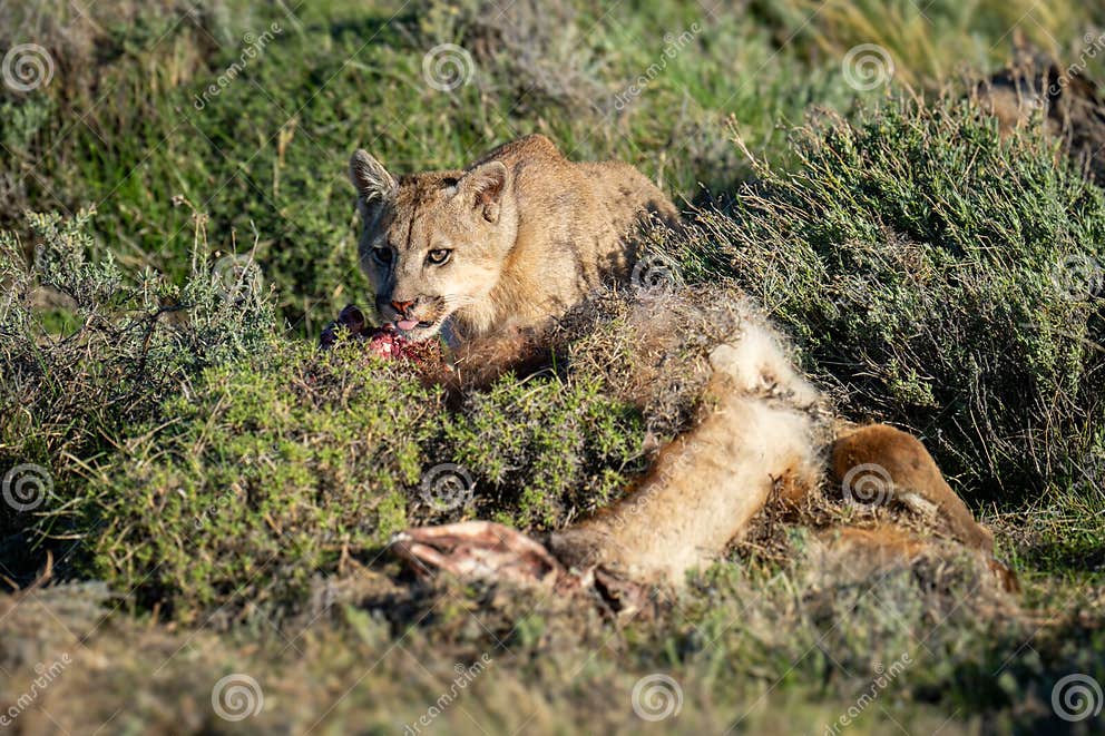 Puma Lies beside Guanaco Kill with Catchlight Stock Photo - Image of ...