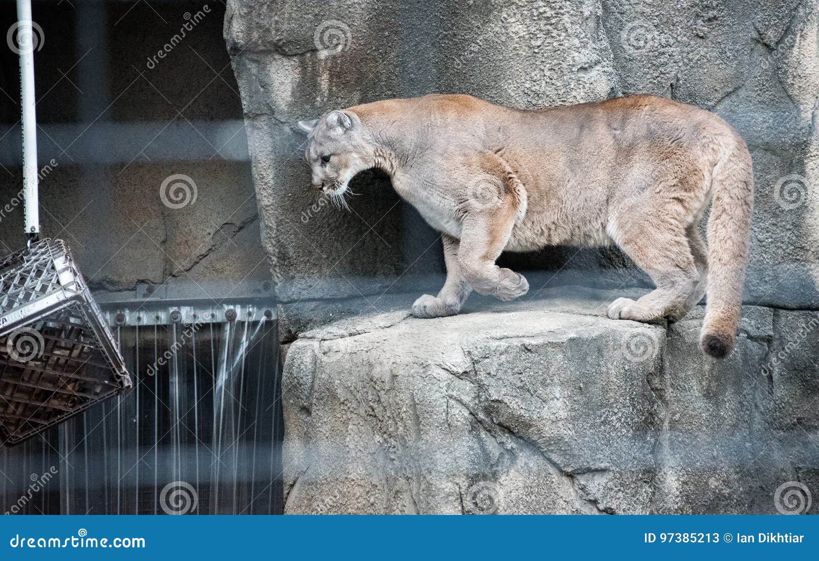 Puma stock image. Image of generalists, moving, mammalia - 97385213