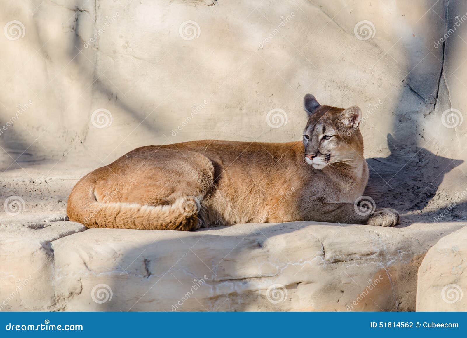 Puma lying stock photo. Image of head, puma, endangered - 51814562