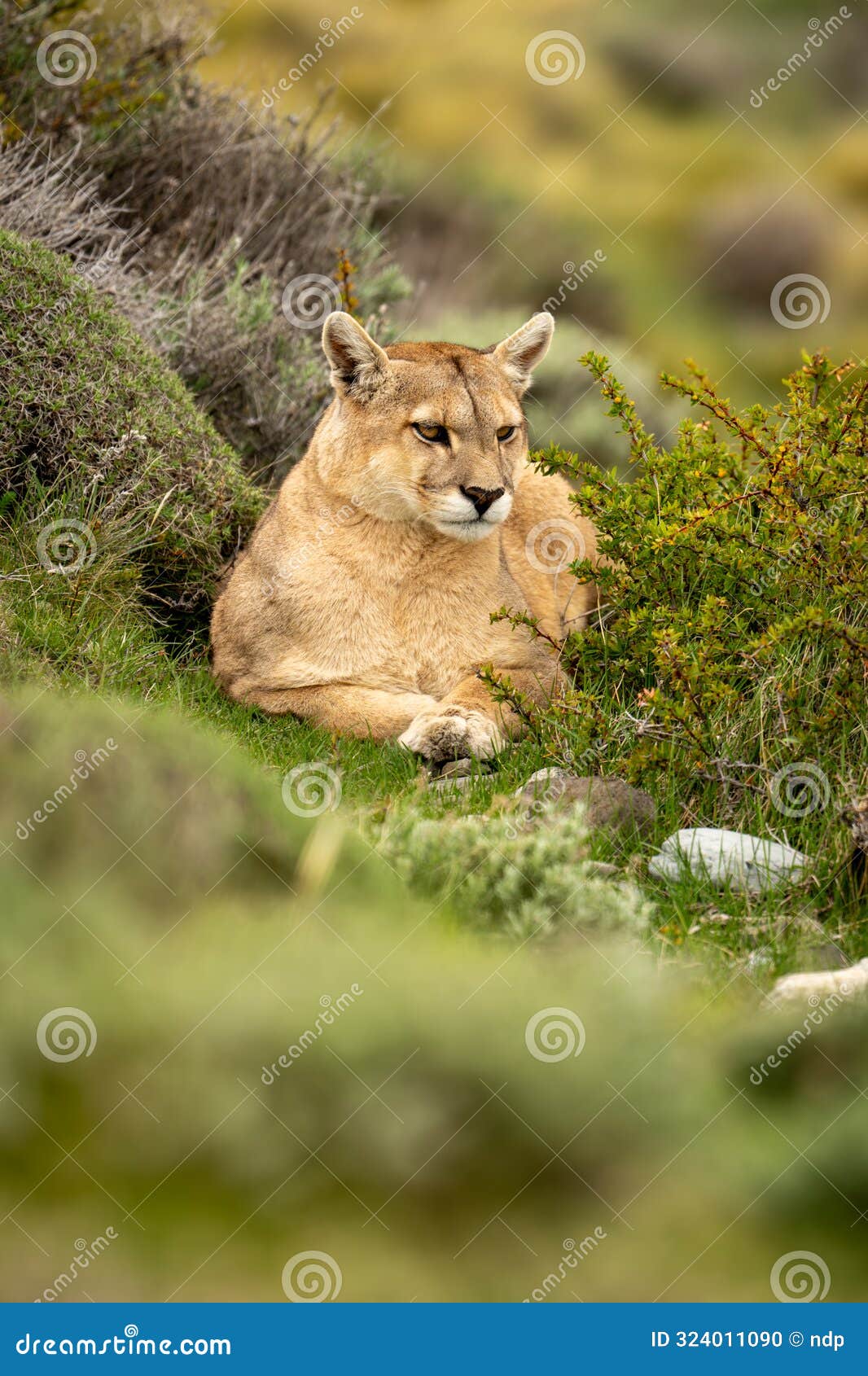 Puma Lying in Thick Bushes Turning Head Stock Photo - Image of mammal ...