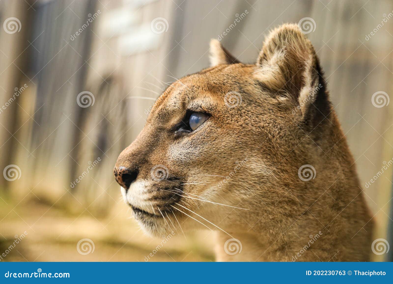 Puma focused on prey stock image. Image of wild, puma - 202230763