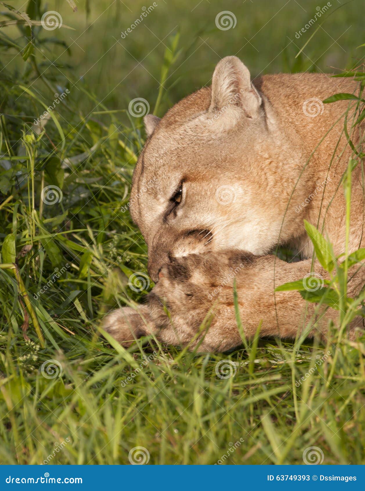 Puma nettoyant ses pattes image stock. Image du prédateur - 63749393
