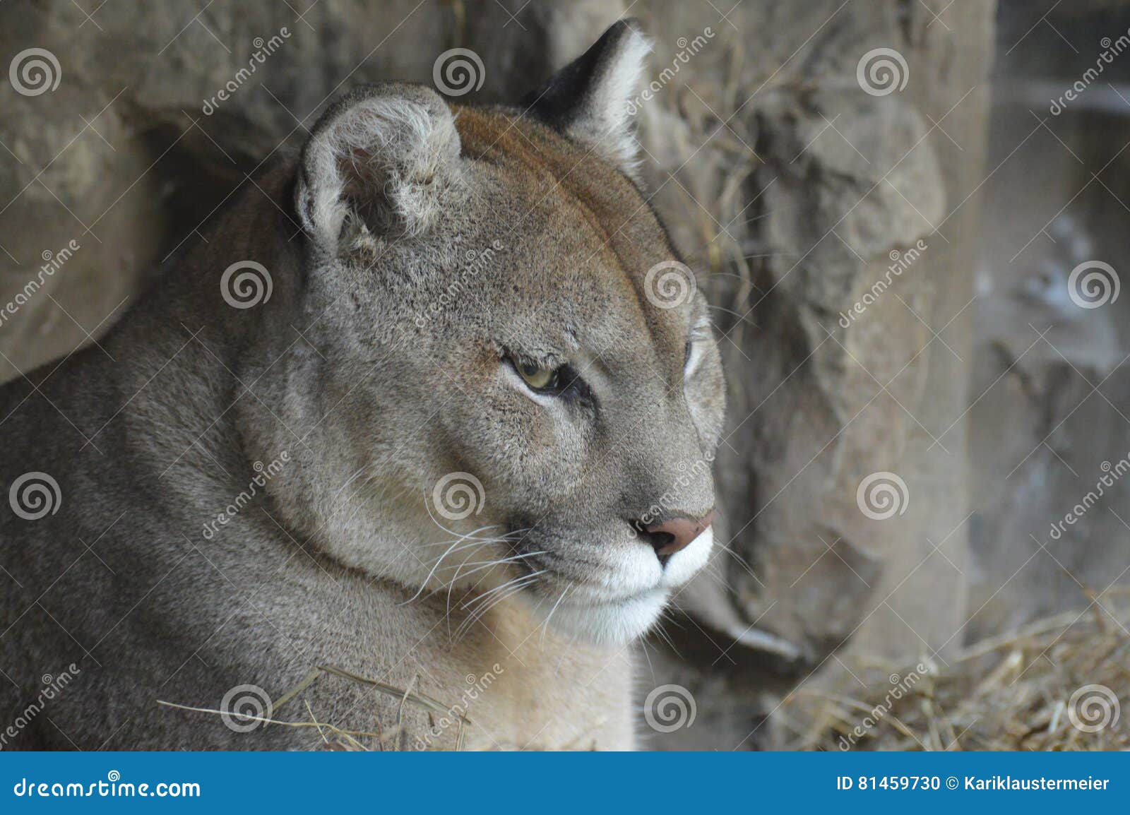 Puma stock photo. Image of journey, focused, face, green - 81459730