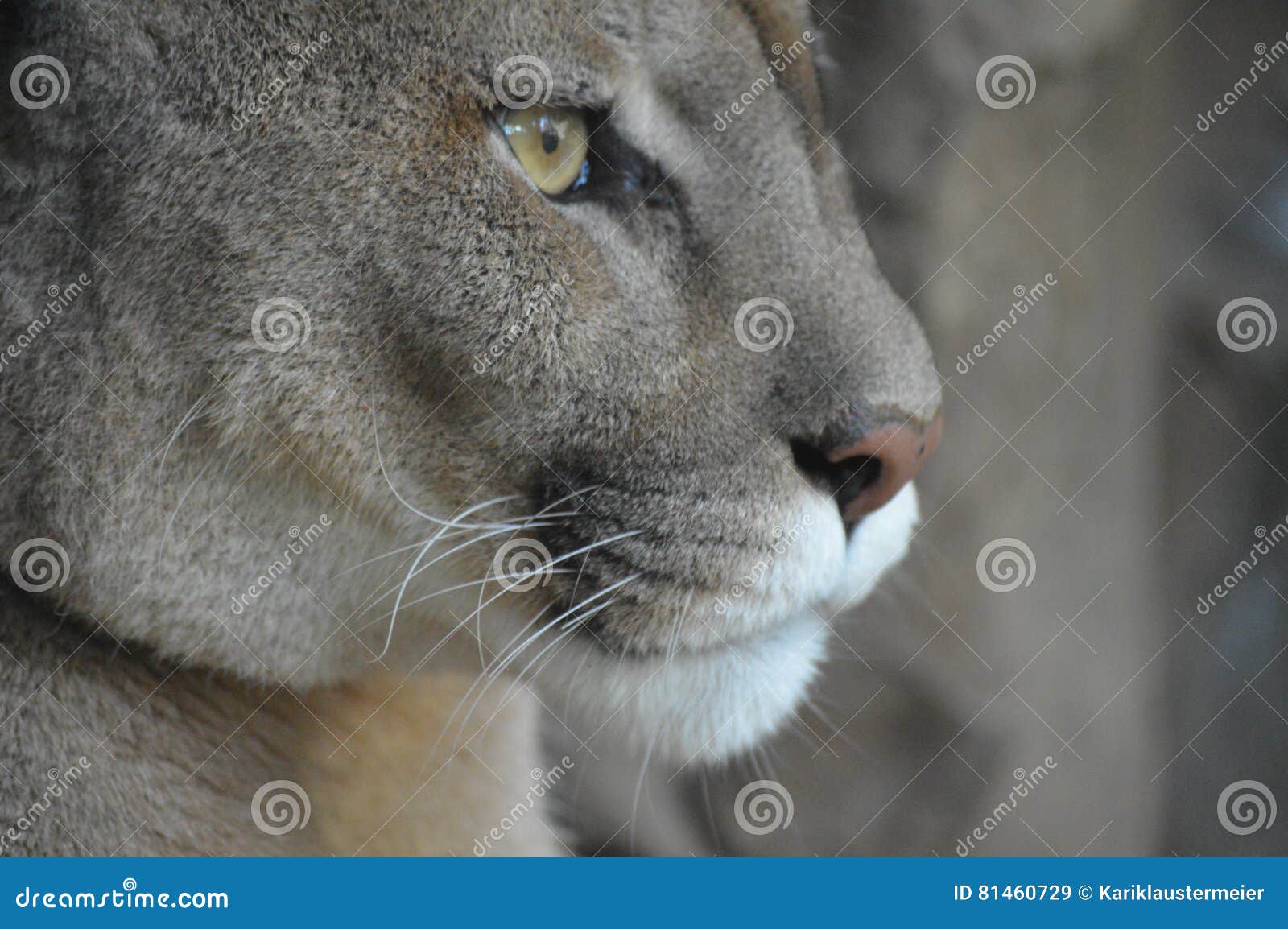 Puma stock image. Image of color, focused, cave, colors - 81460729