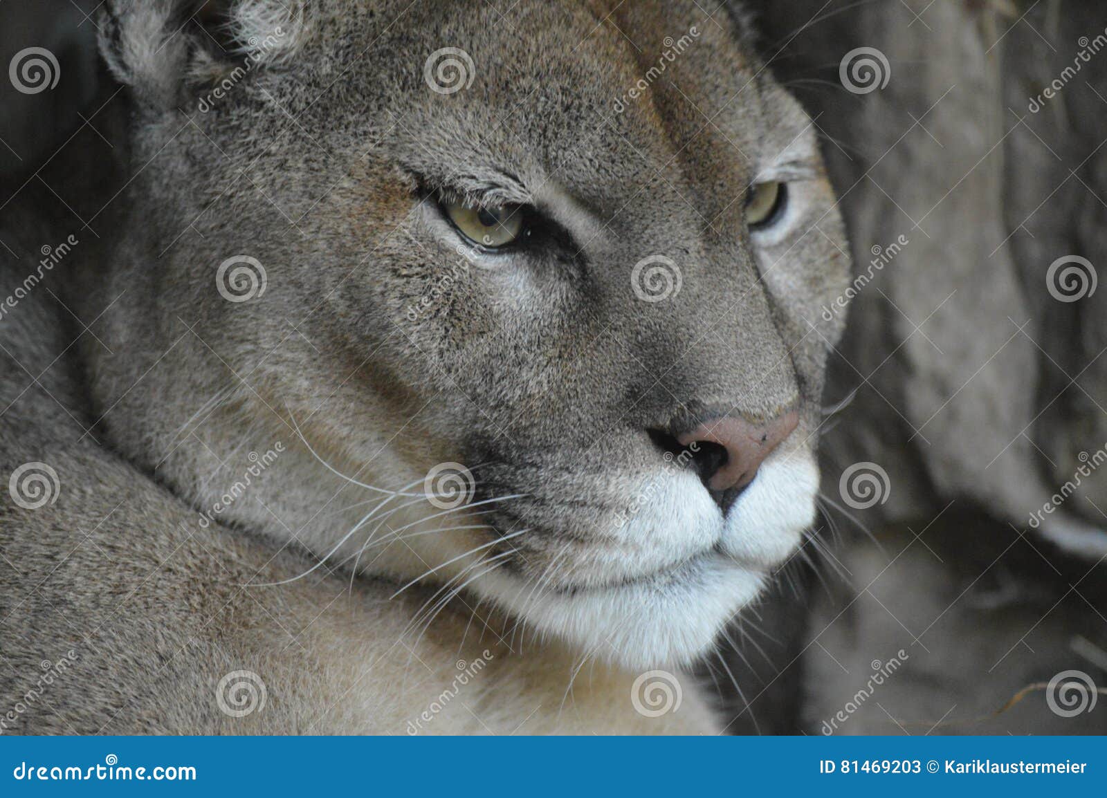 Puma stock image. Image of face, cave, color, backdrop - 81469203
