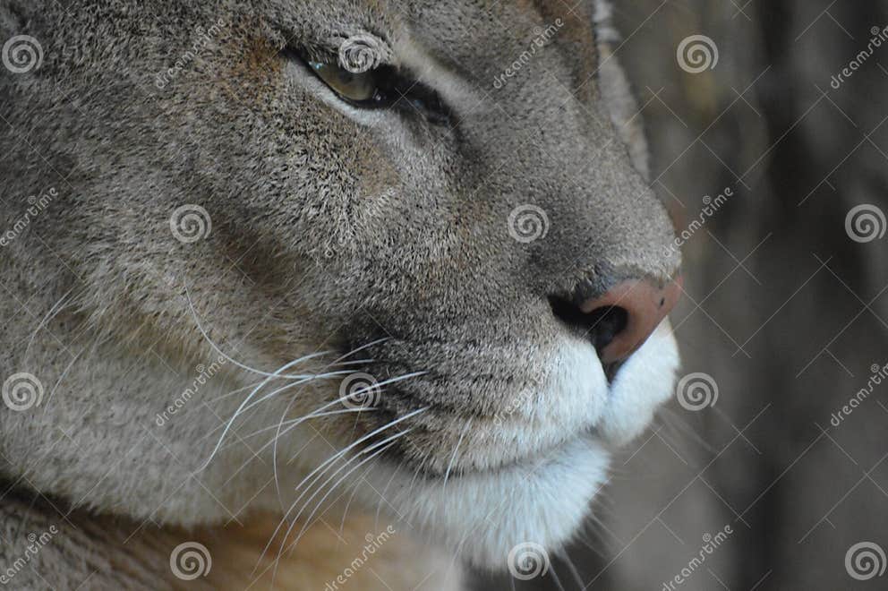 Puma stock photo. Image of backdrop, cute, looking, attraction - 81469246