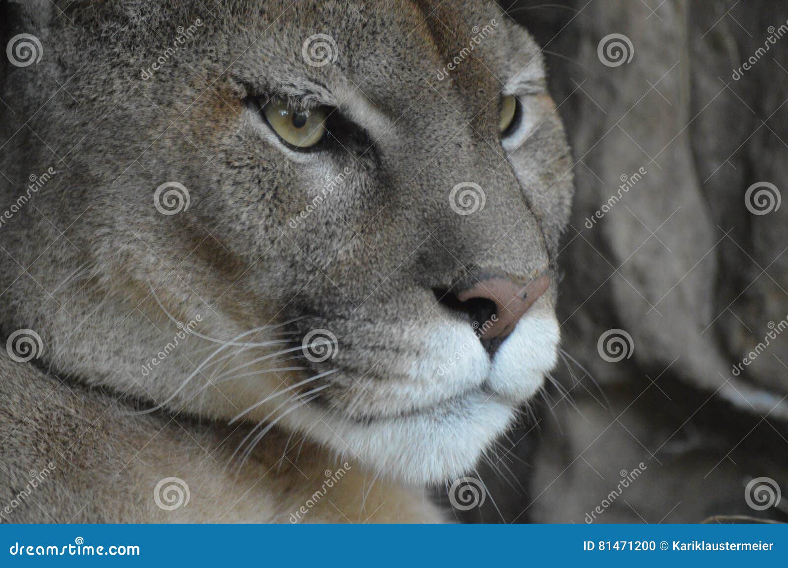 Puma stock photo. Image of black, backdrop, looking, edge - 81471200