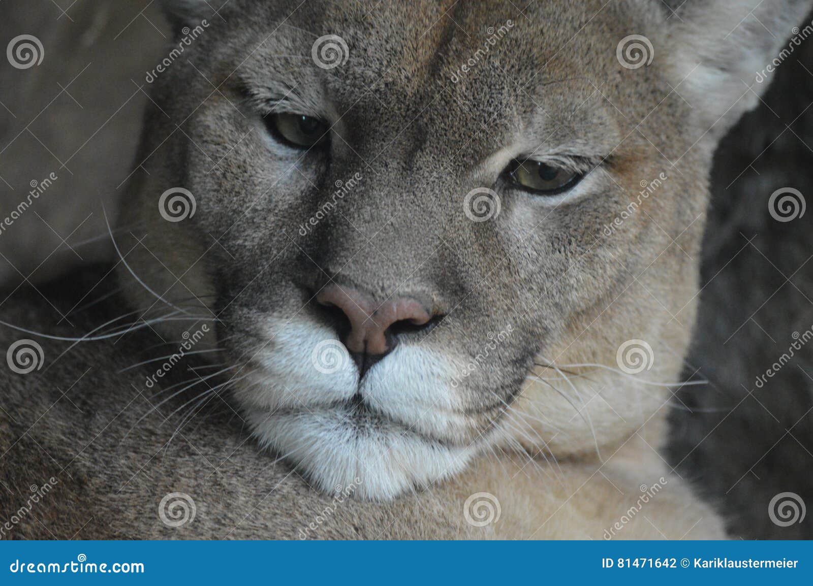 Puma stock photo. Image of close, explore, backdrop, life - 81471642