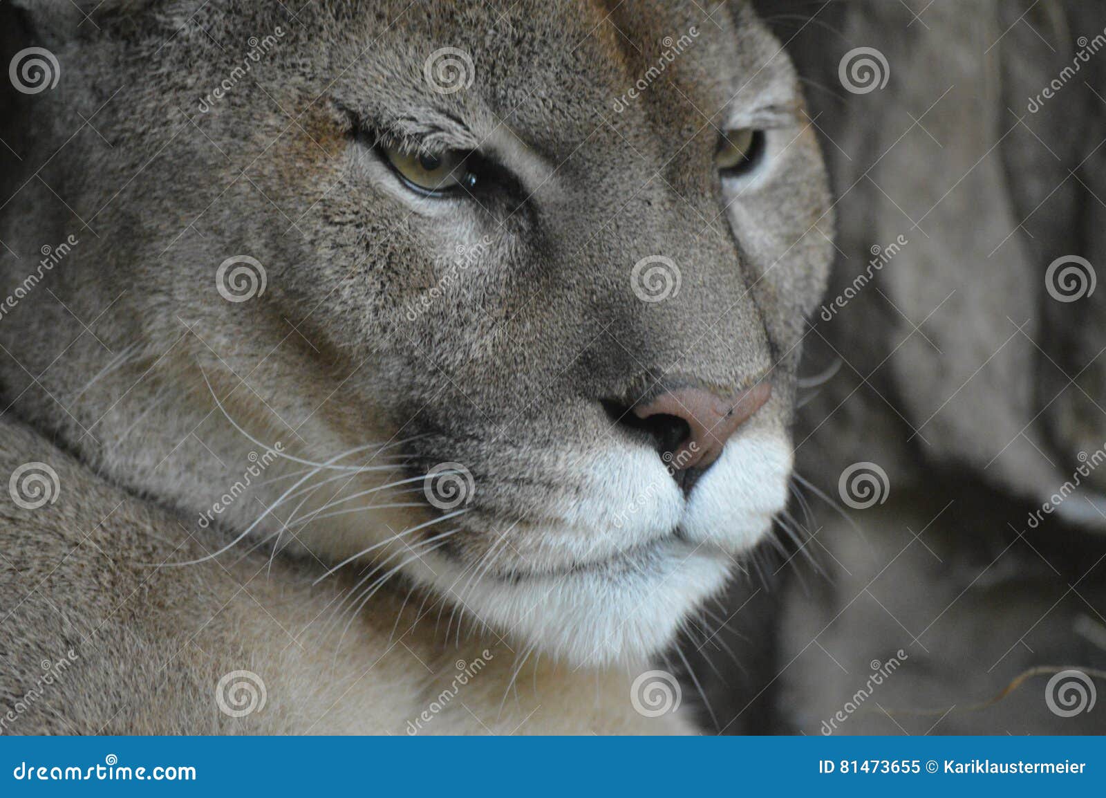 Puma stock image. Image of backdrop, detail, black, expression - 81473655