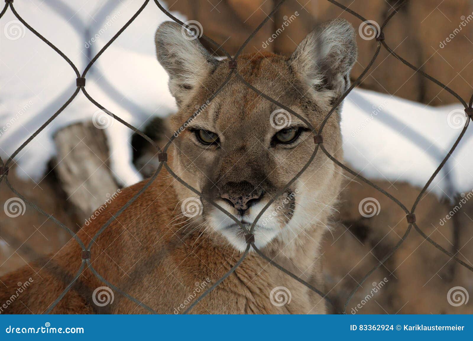 Puma stock photo. Image of detail, adventure, camouflage - 83362924