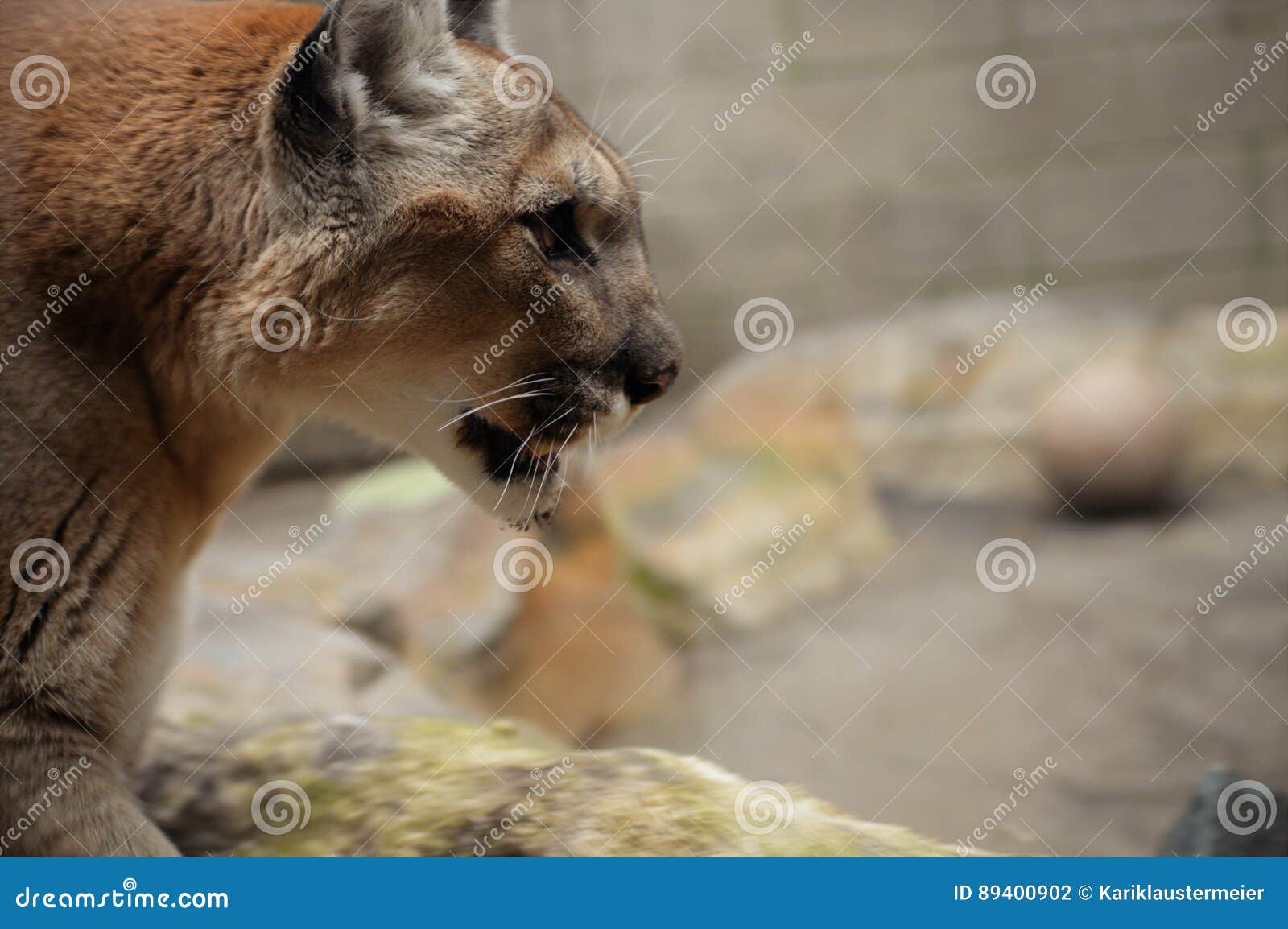 Puma stock photo. Image of brown, cougar, natural, destination - 89400902