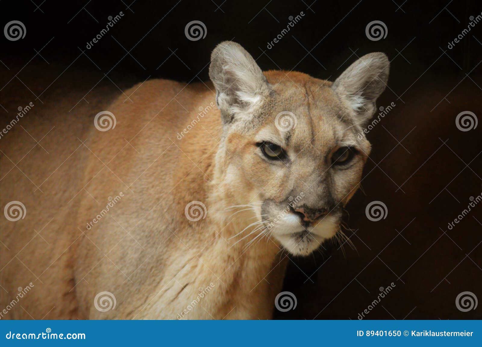 Puma stock photo. Image of looking, healthy, fierce, backdrop - 89401650