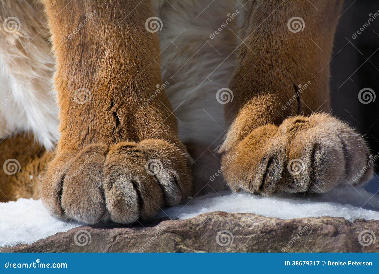 Puma Paws stock image. Image of predator, puma, pelt - 38679317