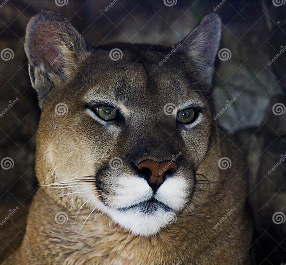 Puma Portrait stock photo. Image of animals, portrait - 26105414