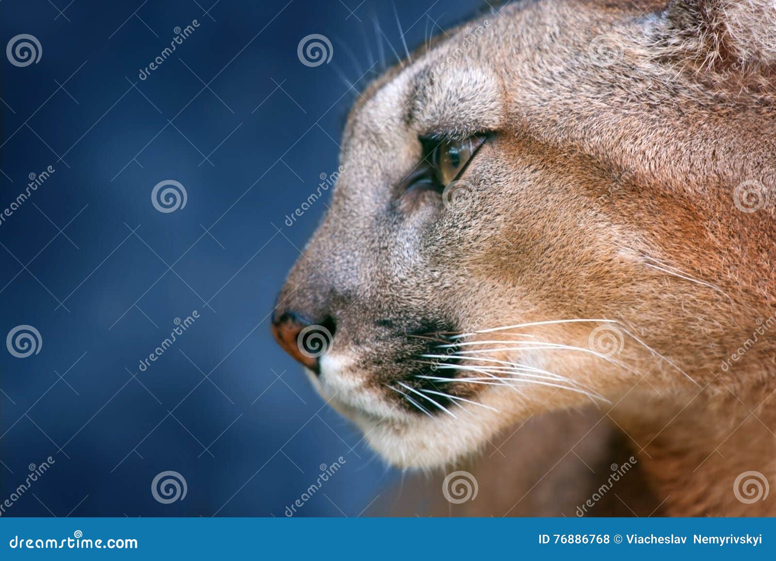 Puma portrait on blue stock photo. Image of puma, outdoor - 76886768