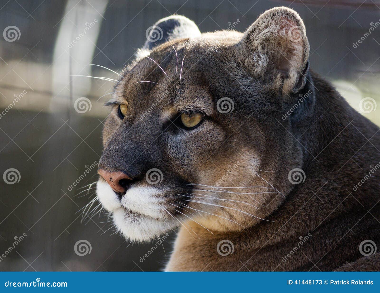 Puma portrait stock image. Image of mountain, felines - 41448173
