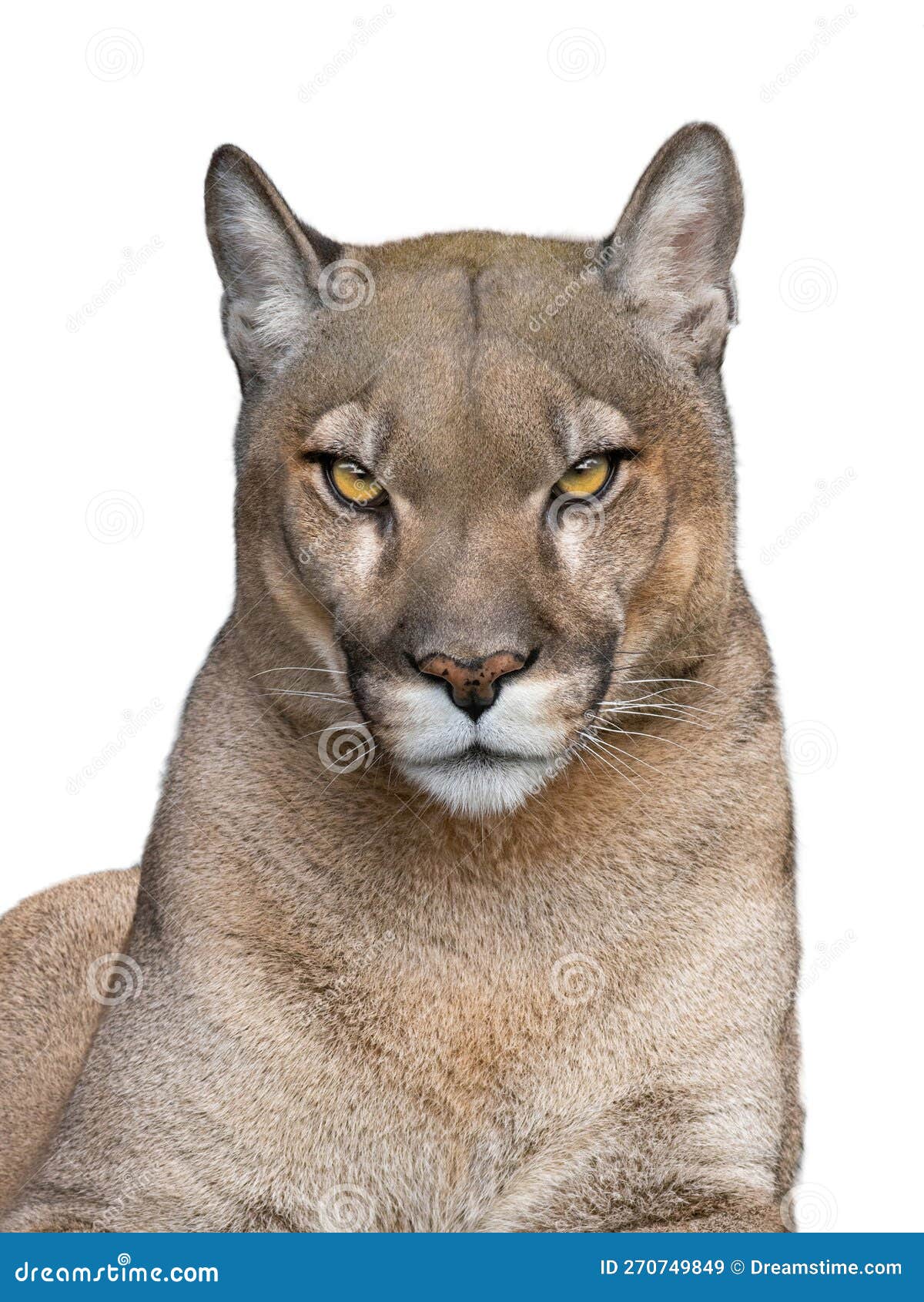 Puma Portrait Isolated on White Background Stock Image - Image of head ...