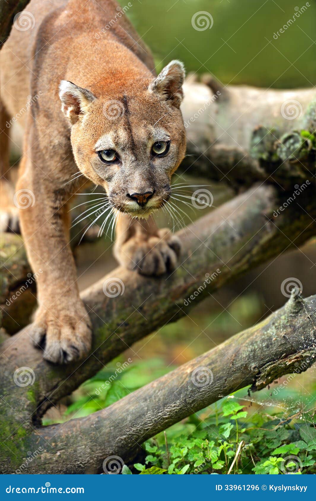 Puma stock photo. Image of trees, predators, fauna, nature - 33961296