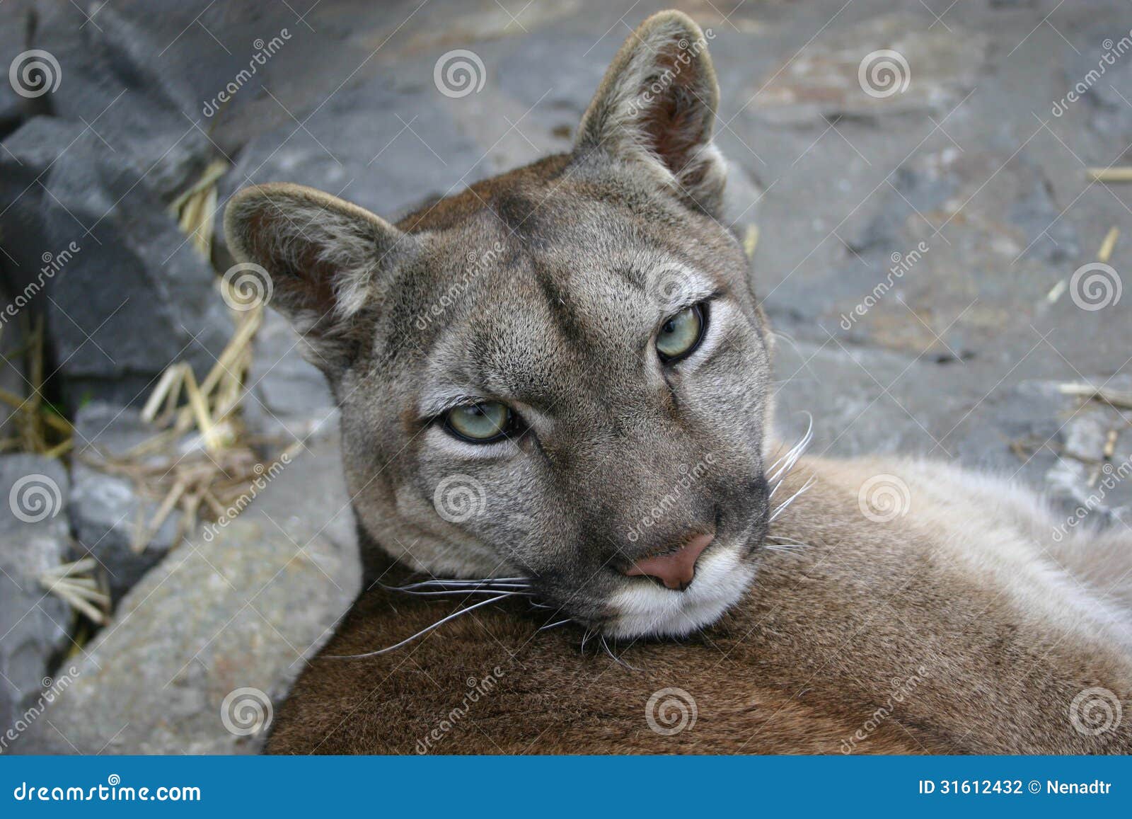 Puma stock photo. Image of cougar, muscle, panther, powerful - 31612432