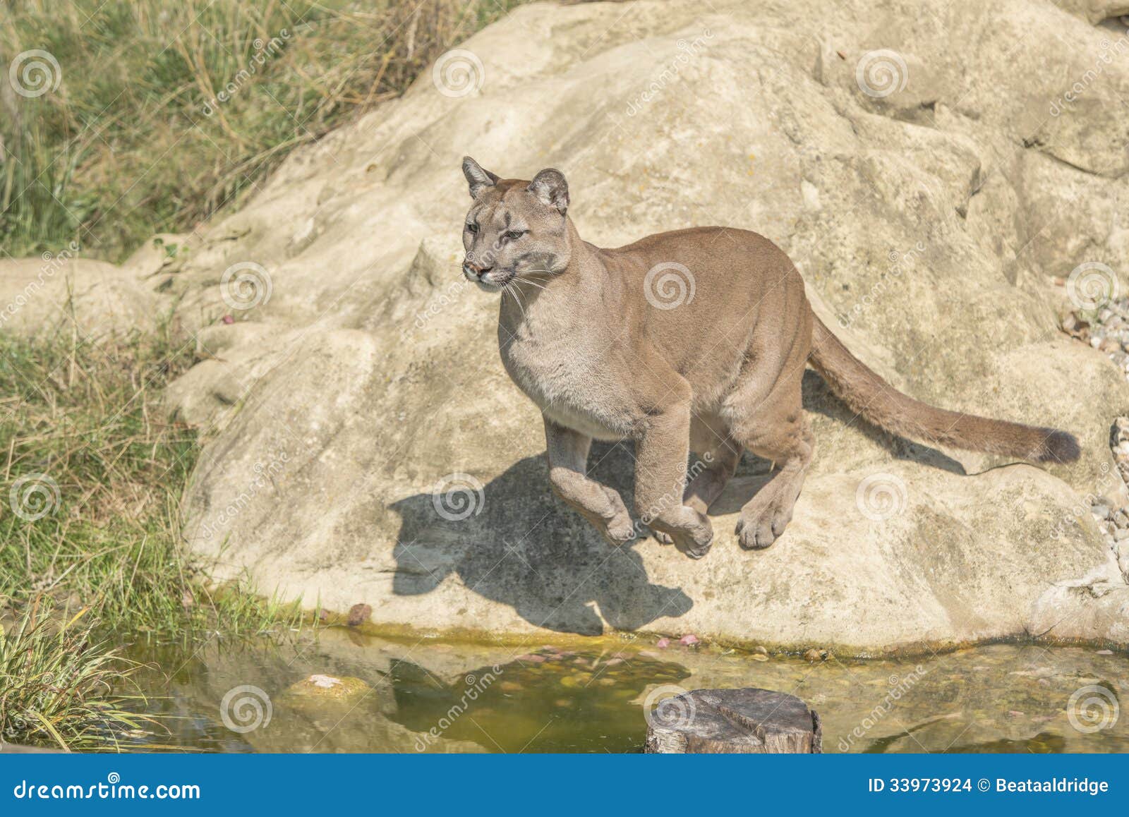 Puma (Puma concolor) stockfoto. Bild von rest, arizona - 33973924