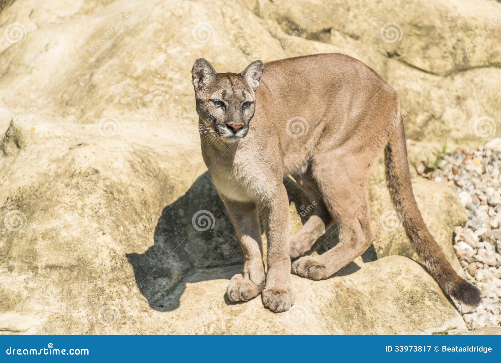 Puma (Puma concolor) stock image. Image of outdoor, face - 33973817
