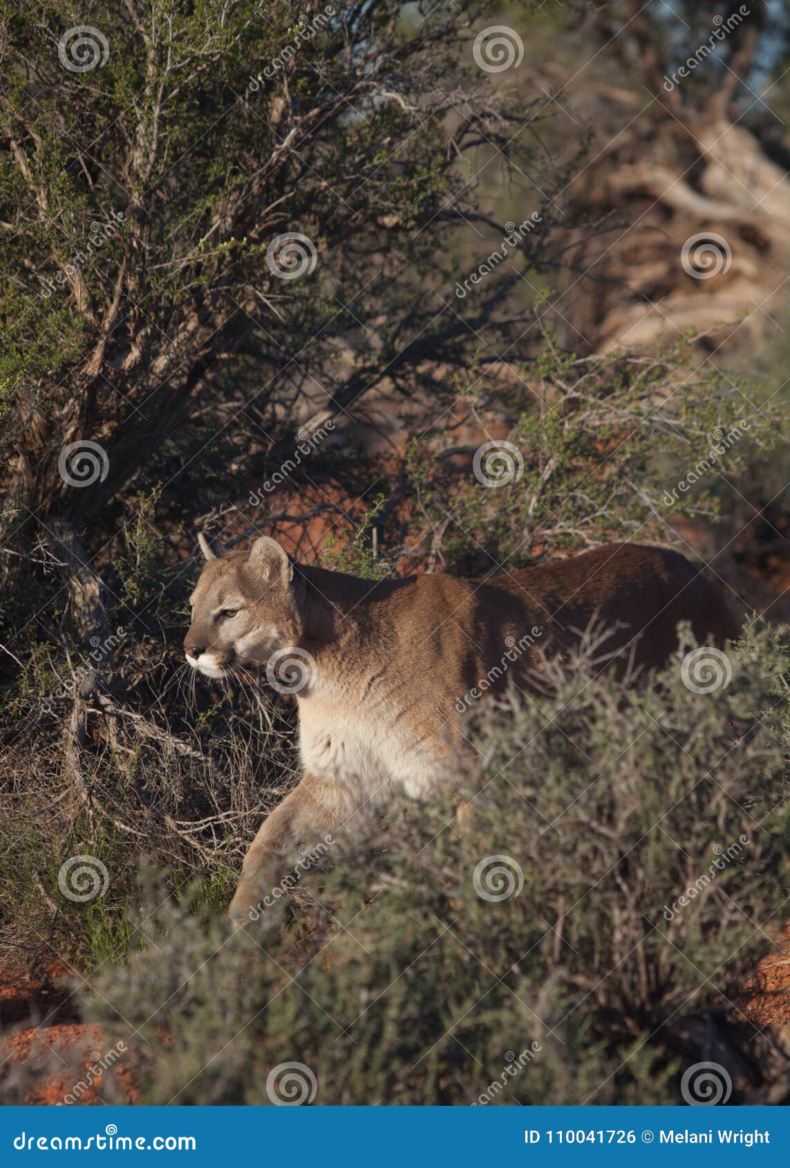 Puma Que Anda Entre Arbustos Do Deserto Foto de Stock - Imagem de ...