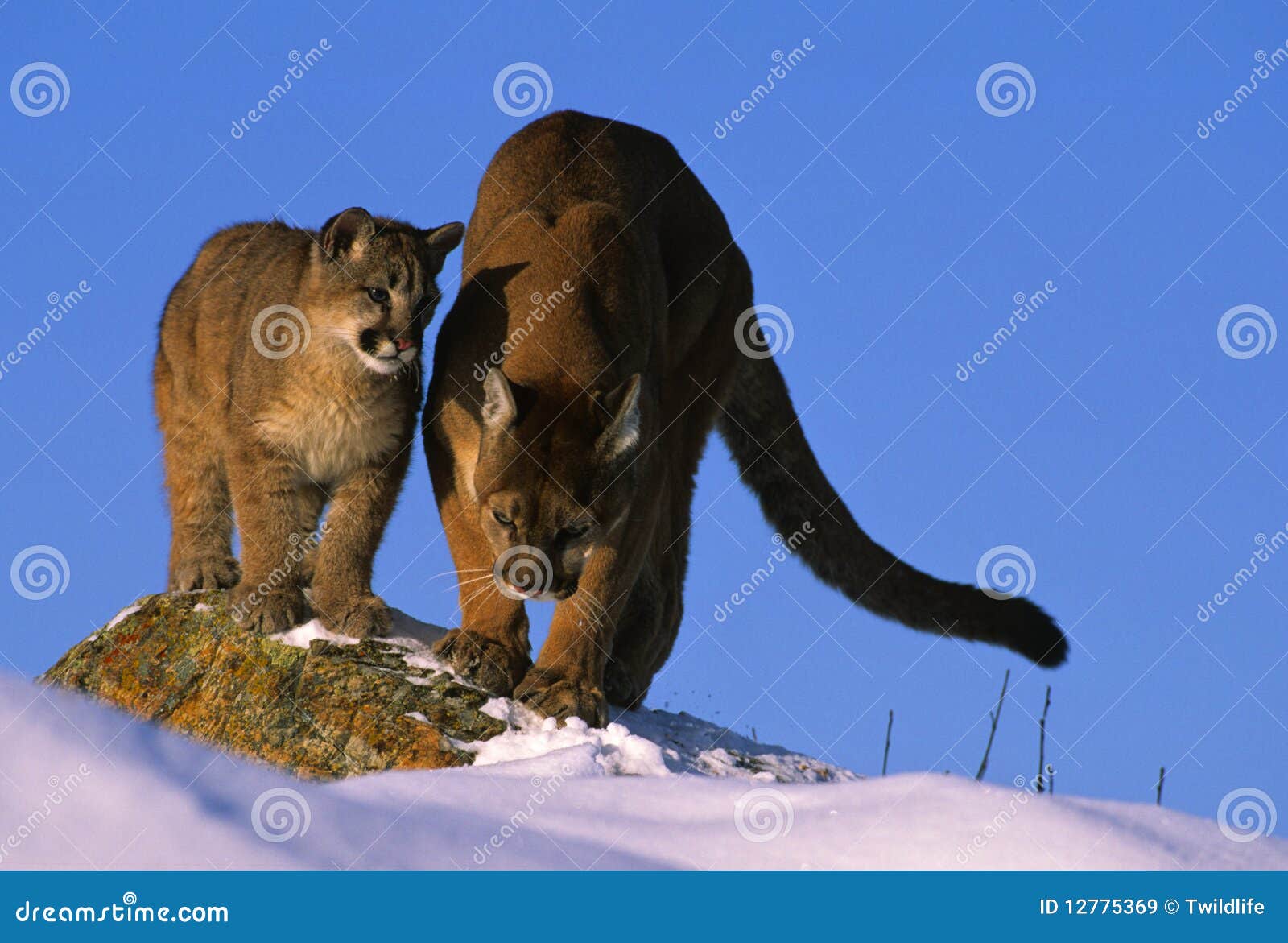 Puma Que Ensina a Seu Cub Como Caçar Imagem de Stock - Imagem de ...