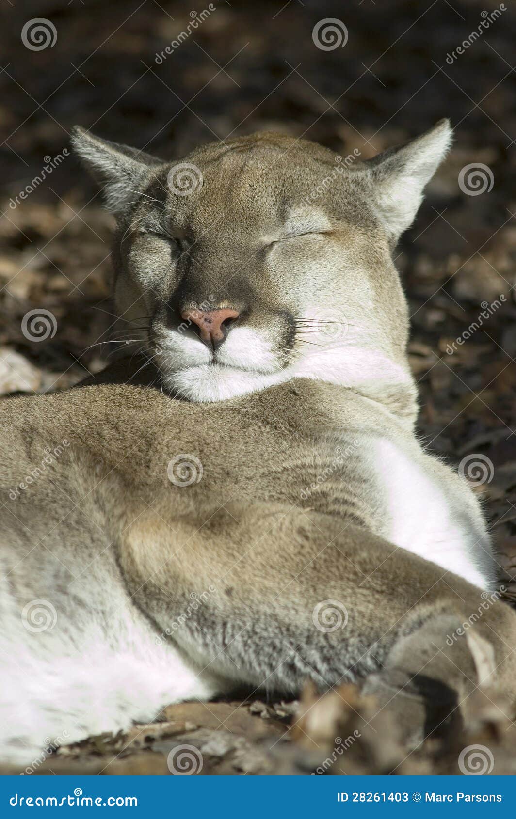 Puma Que Toma Uma Sesta No Sol Imagem de Stock - Imagem de cara ...