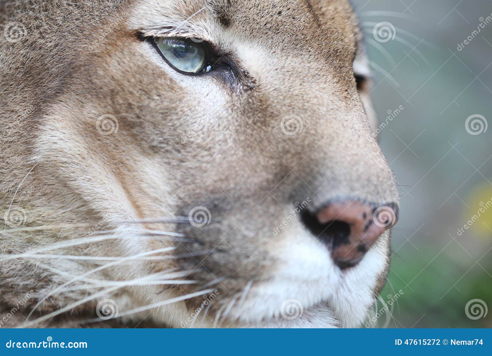Puma Resting and Looking Straight Stock Photo - Image of panther ...
