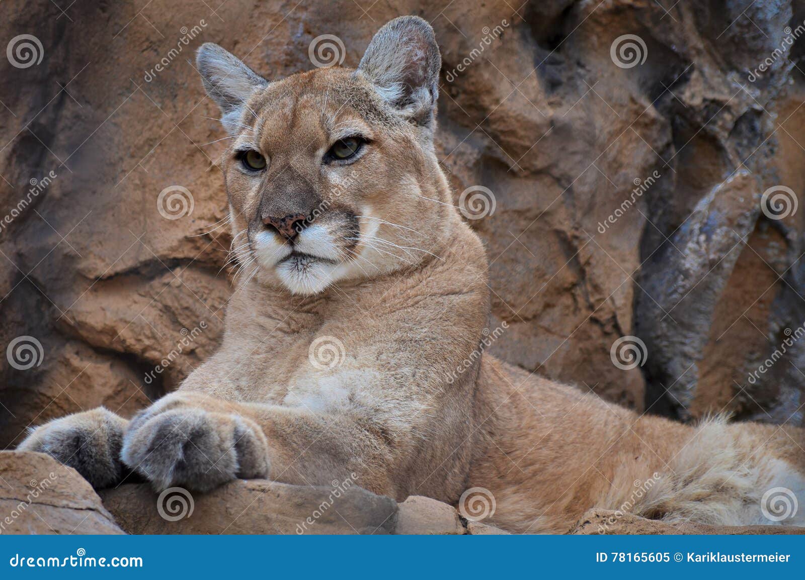 Puma stock image. Image of color, nose, lion, mountain - 78165605
