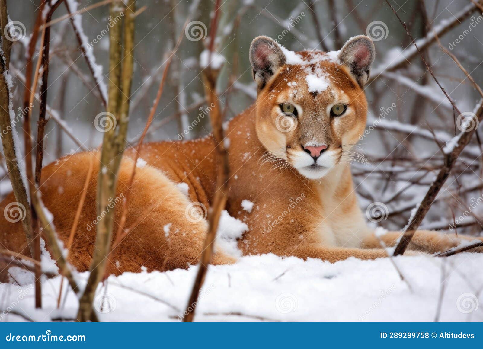 Puma Resting after Successful Hunt in Snow Stock Photo - Image of ...
