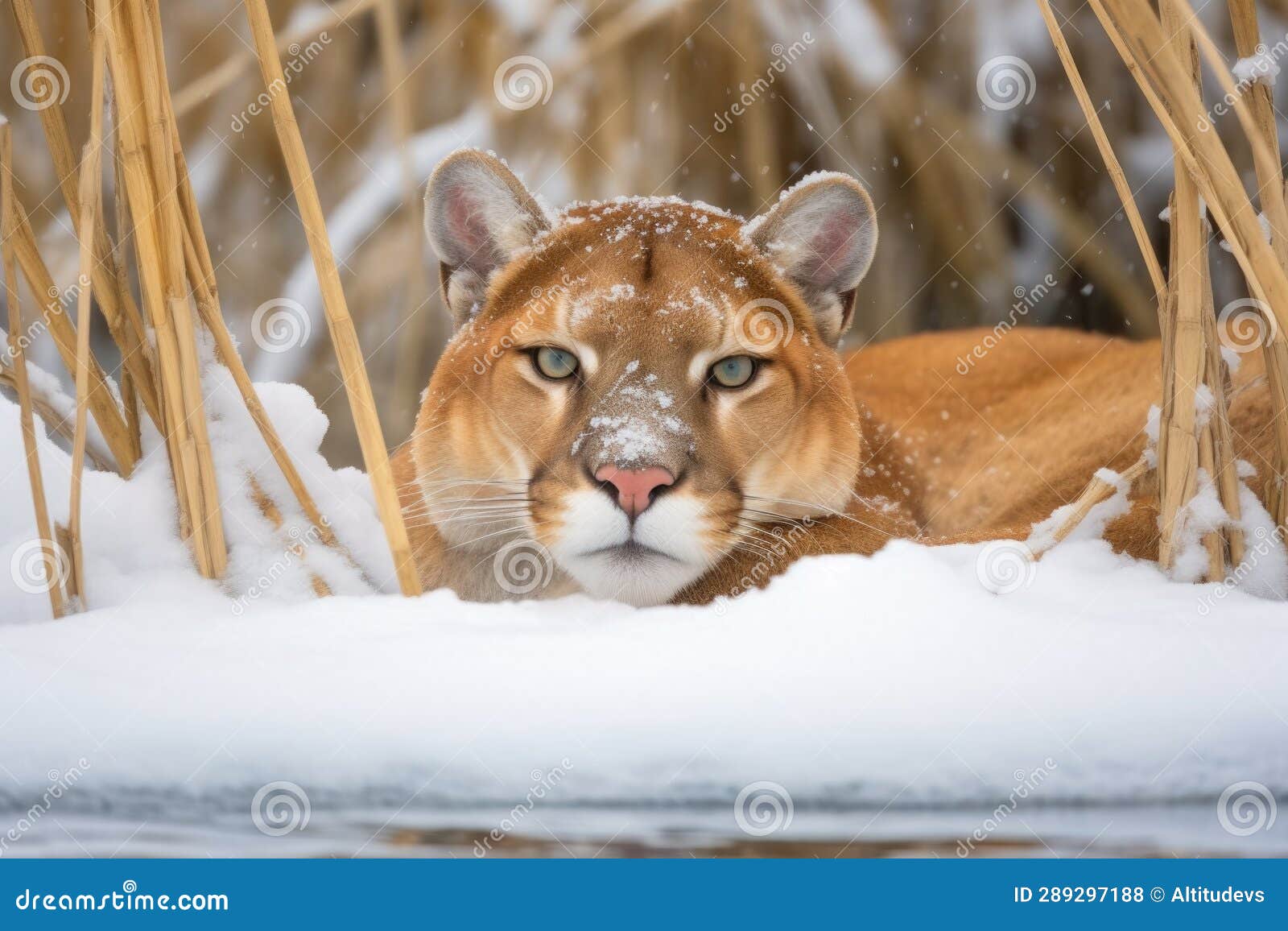 Puma Resting after Successful Hunt in Snow Stock Photo - Image of ...
