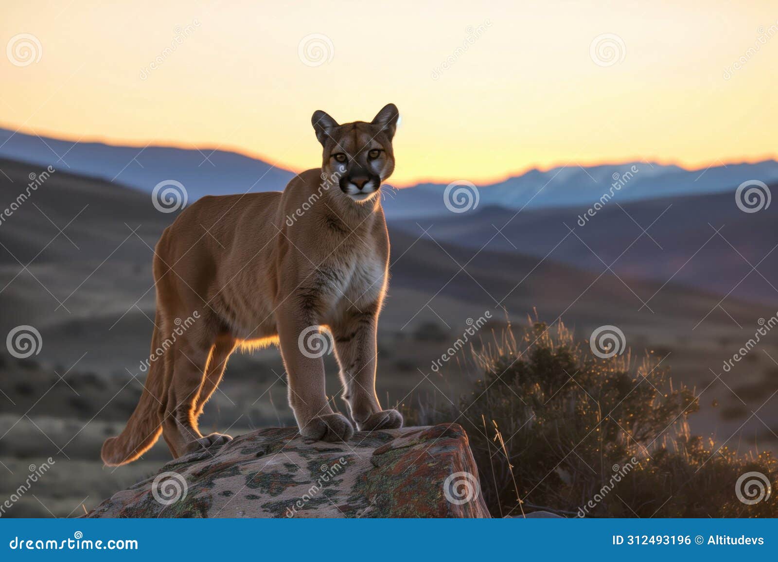 Puma on Rock, Mountain Sunset Scene Stock Photo - Image of outdoor ...