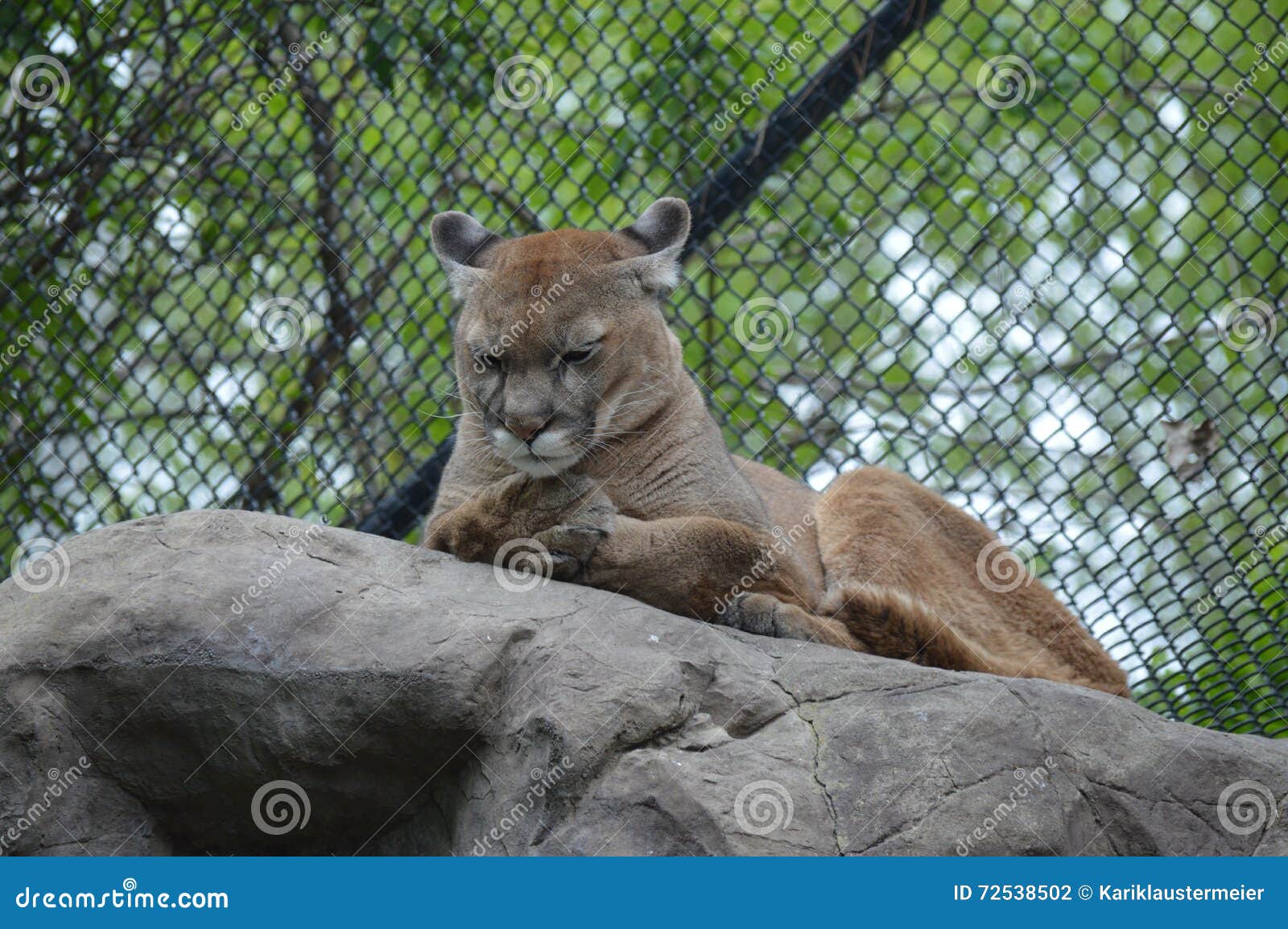 Puma stock photo. Image of curious, color, attraction - 72538502